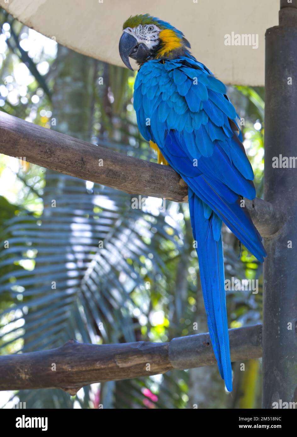 Bluw macaw in Costa Rica Stock Photo - Alamy