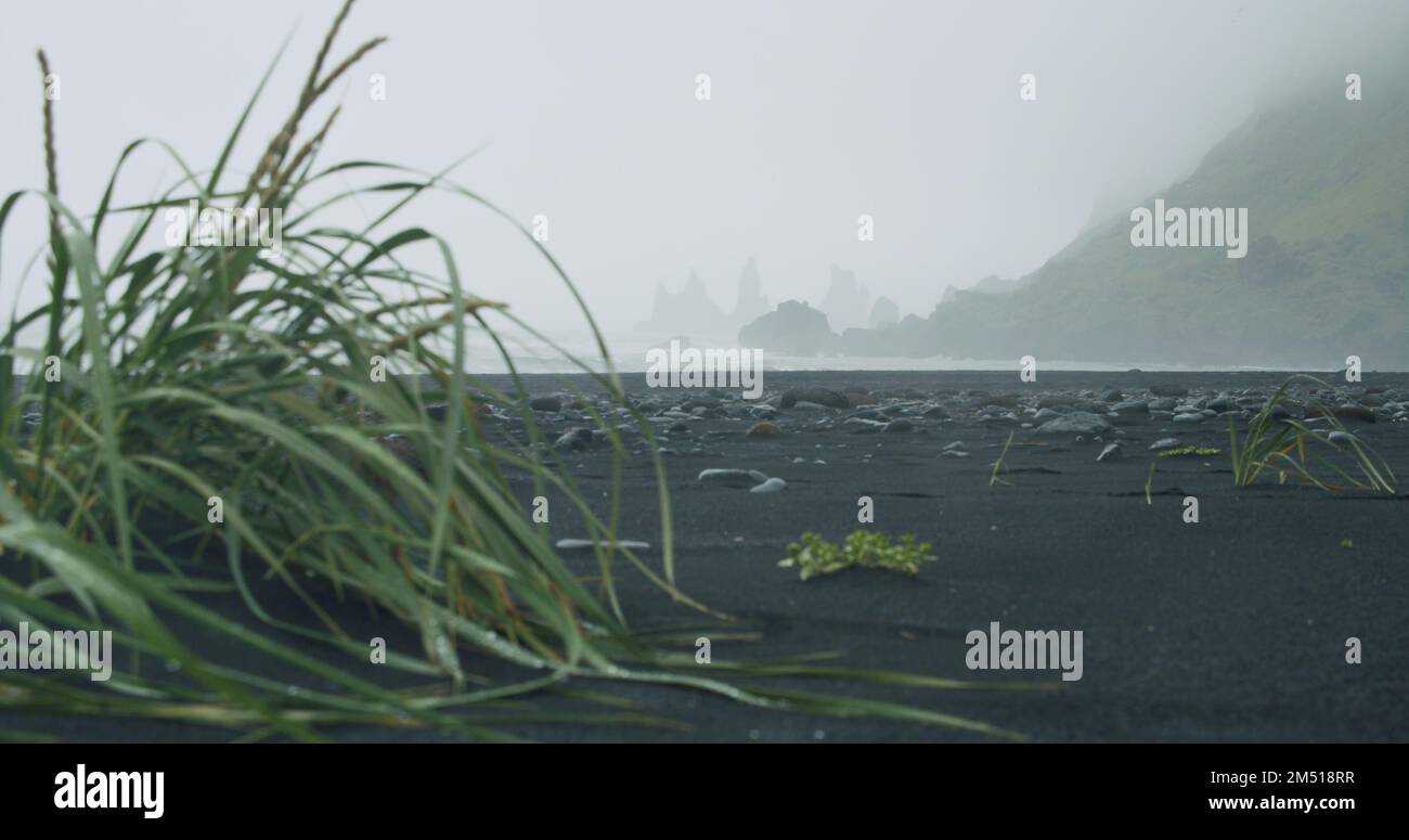 Grass foliage at the black sand beach of Reynisfjara with waves hitting ...
