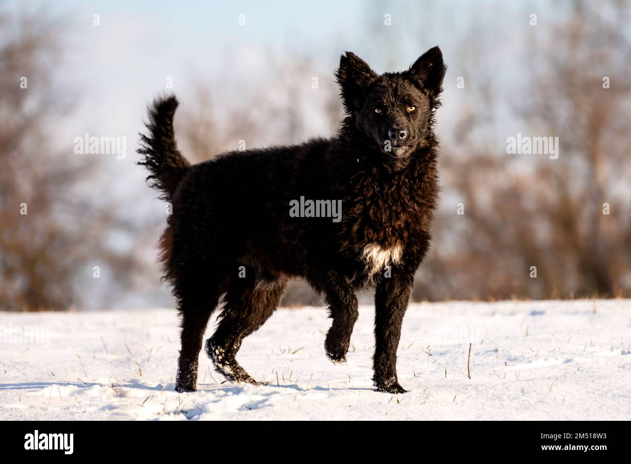 Black sheepdog is standing on the cold snow in the winter park on a ...