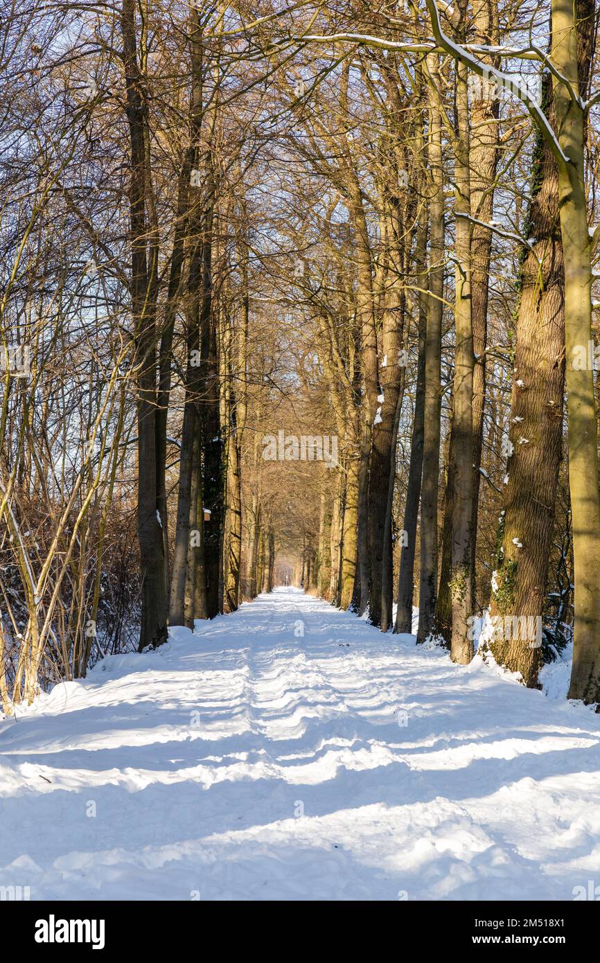 a snowy path through trees in the woods Stock Photo - Alamy