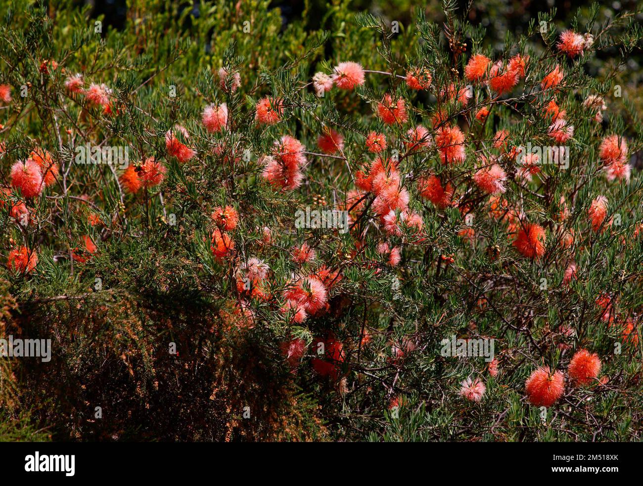 Closeup of the native to Western Australian flowering shrub Melaleuca ...