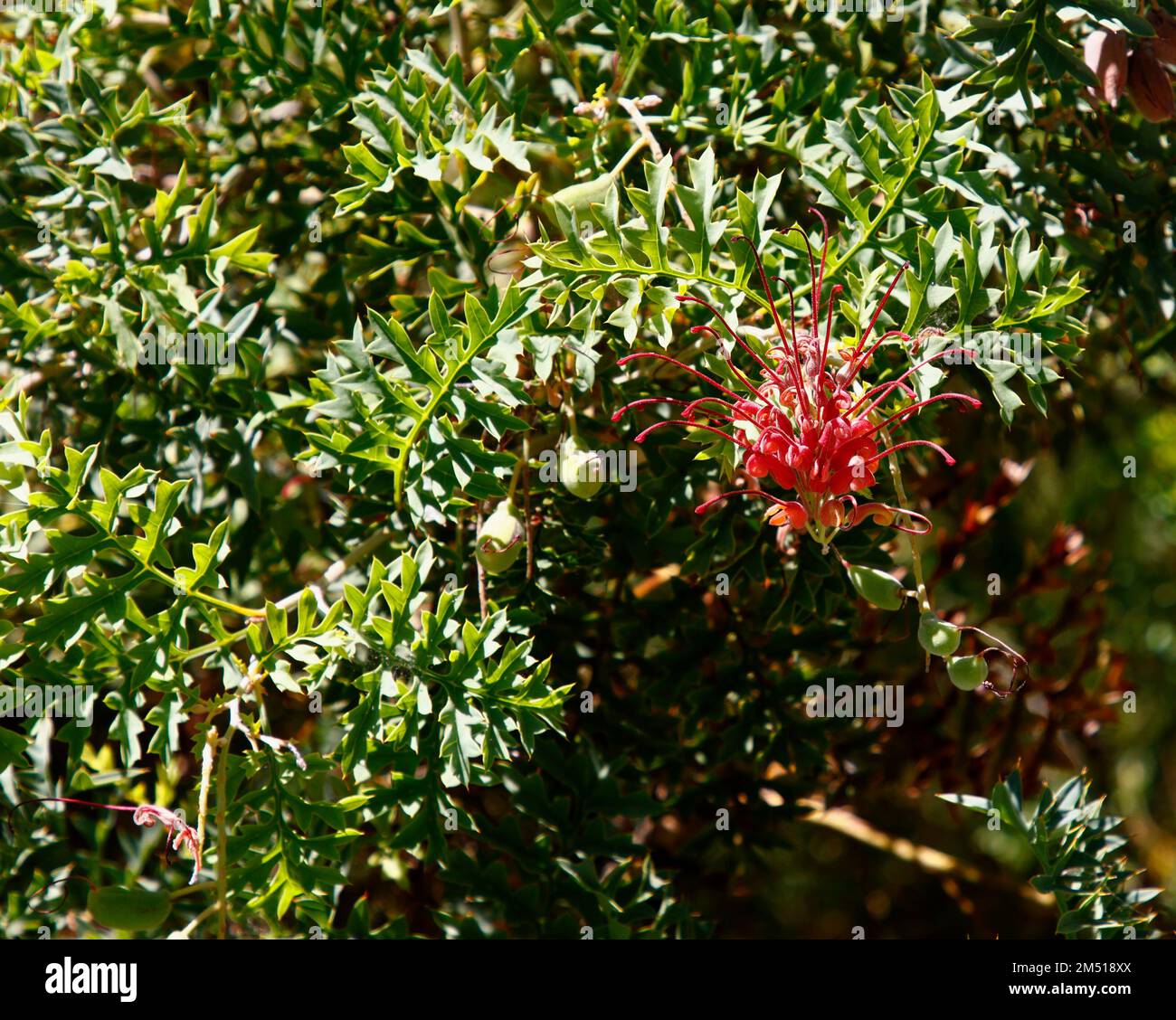 Closeup of the red flower and fernlike leaves of the spreading plant ...