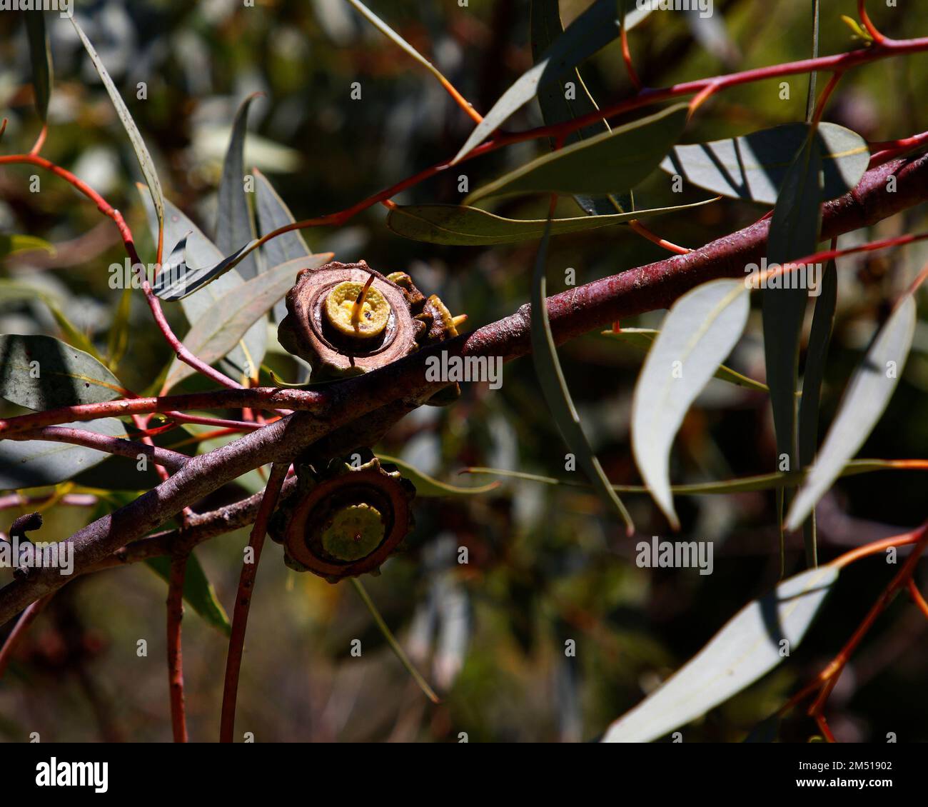 Australian native seed pod hi-res stock photography and images - Alamy