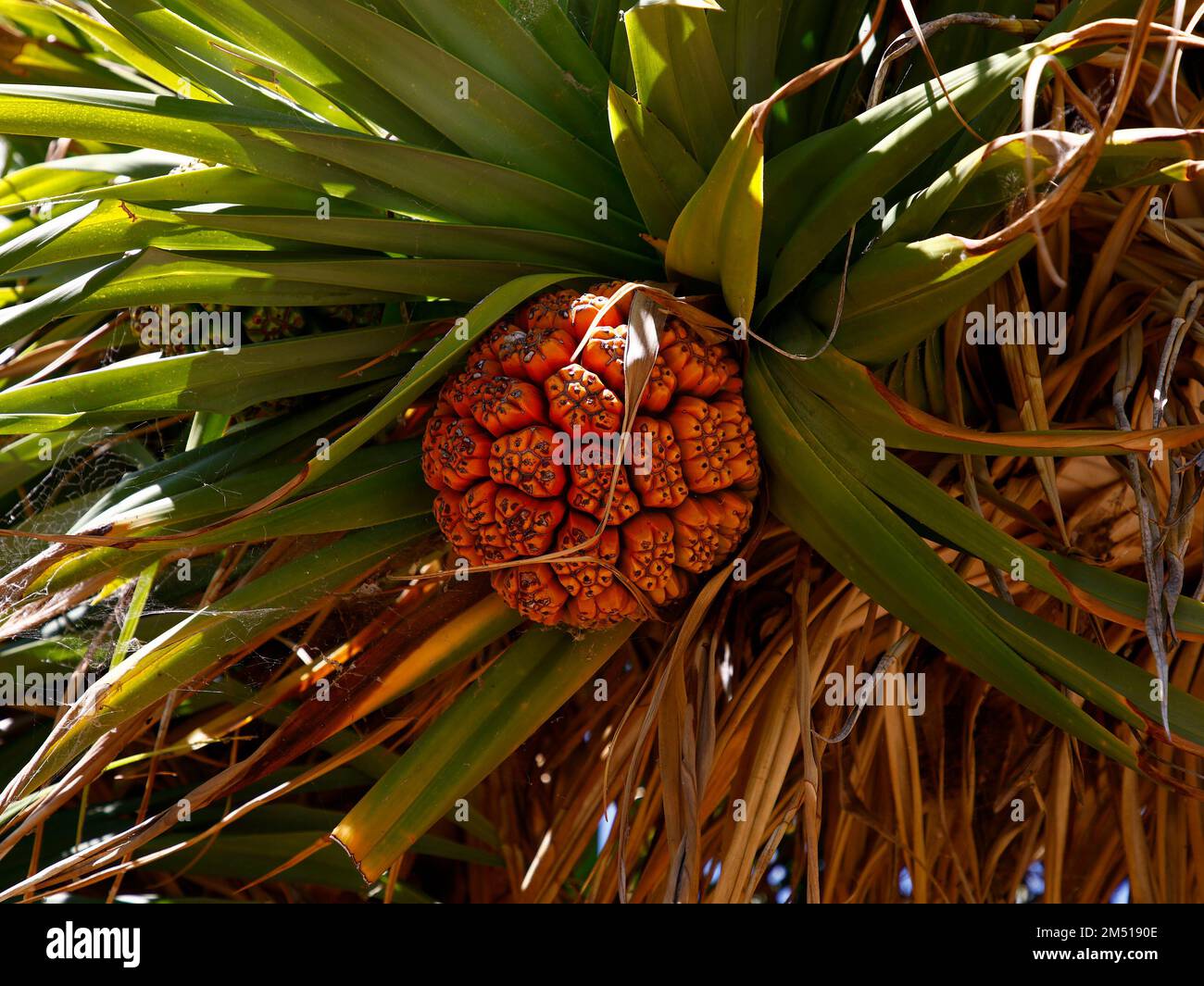 Australian native fruits hi-res stock photography and images - Alamy