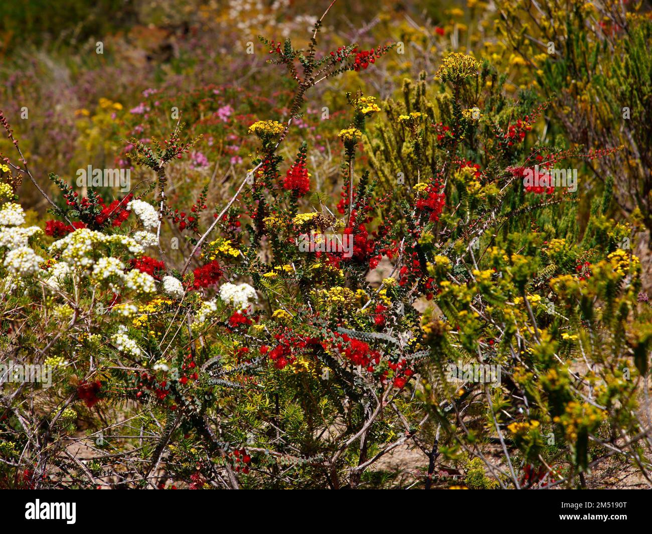 Native Western Australian plants and flowers seen in a mixed planting ...
