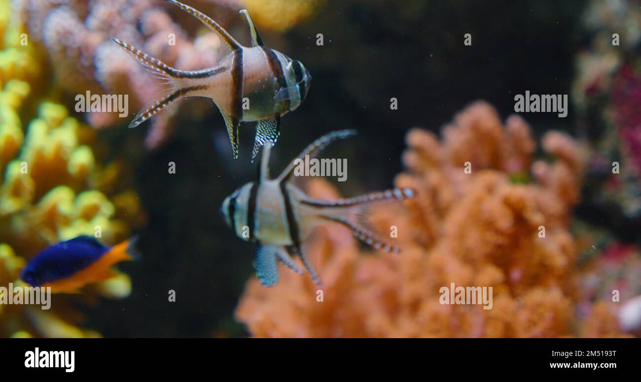 Endangered species of exotic tropical fish. Shallow marine water. IUCN ...
