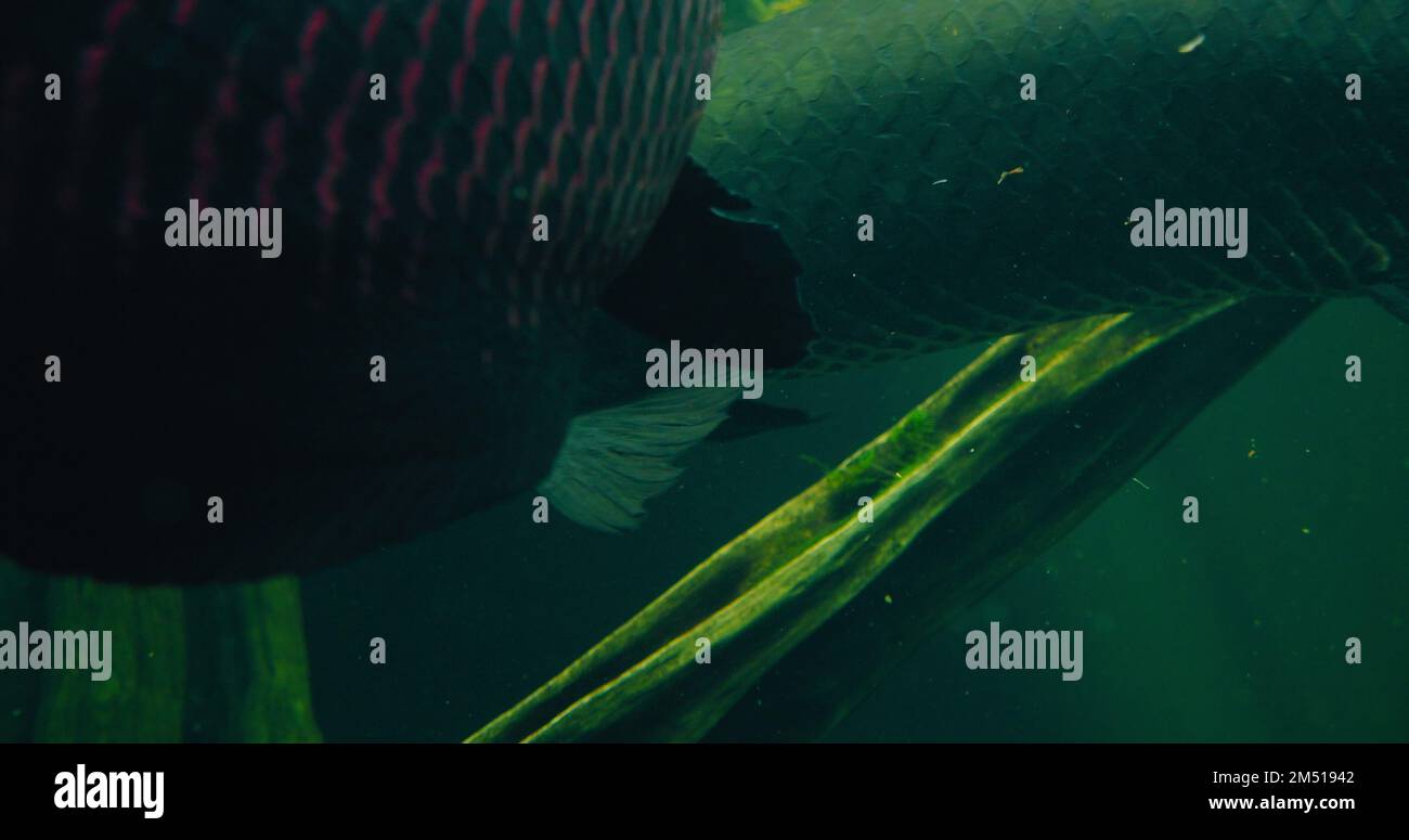 Torpedo is among the largest freshwater fish. Body is mainly gray-green ...