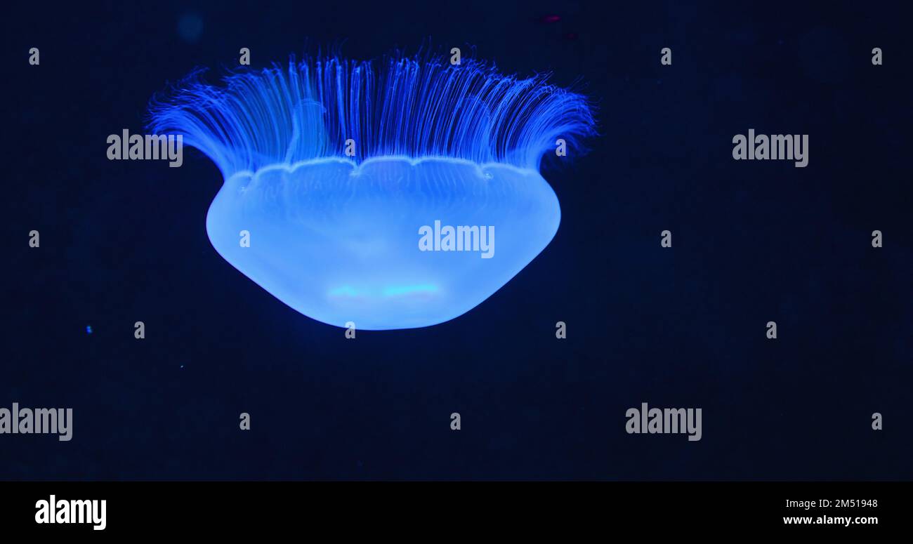 Underwater shot of Aurelia Hawaii, moon jellyfish, saucer jelly ...