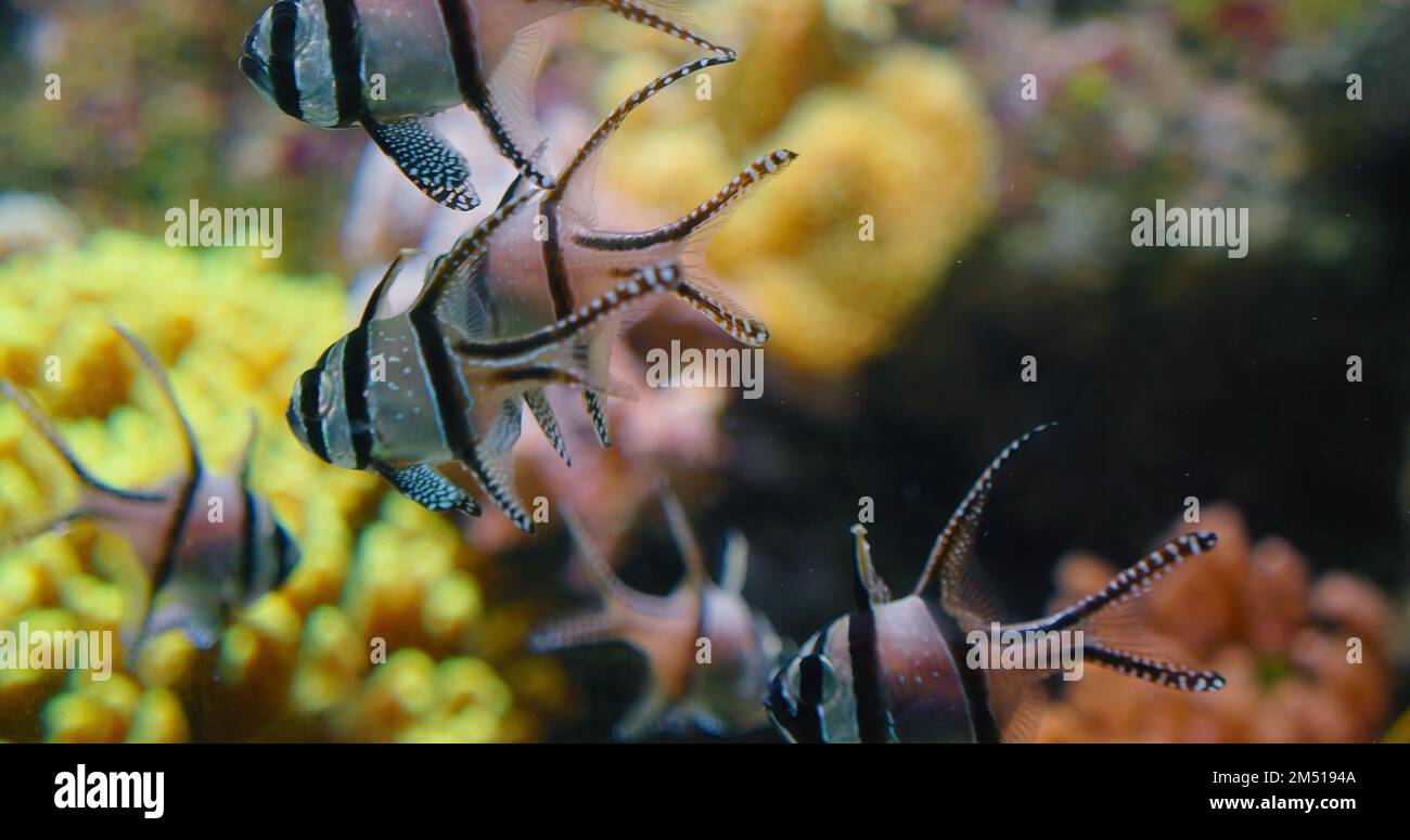 Many colored striped fish swimming over soft coral, mangrove roots in ...