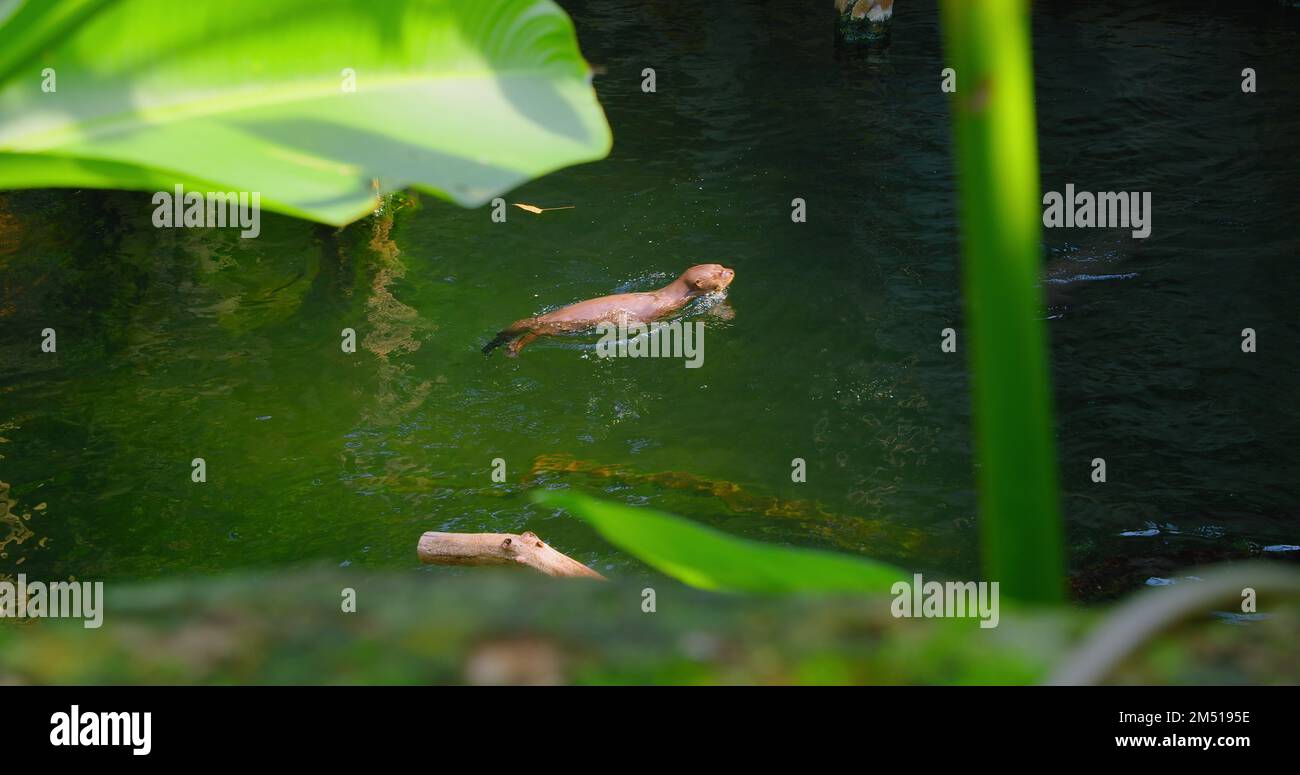 Cute furry river otter, mammal animals, adorable cuddly wild aquatic ...
