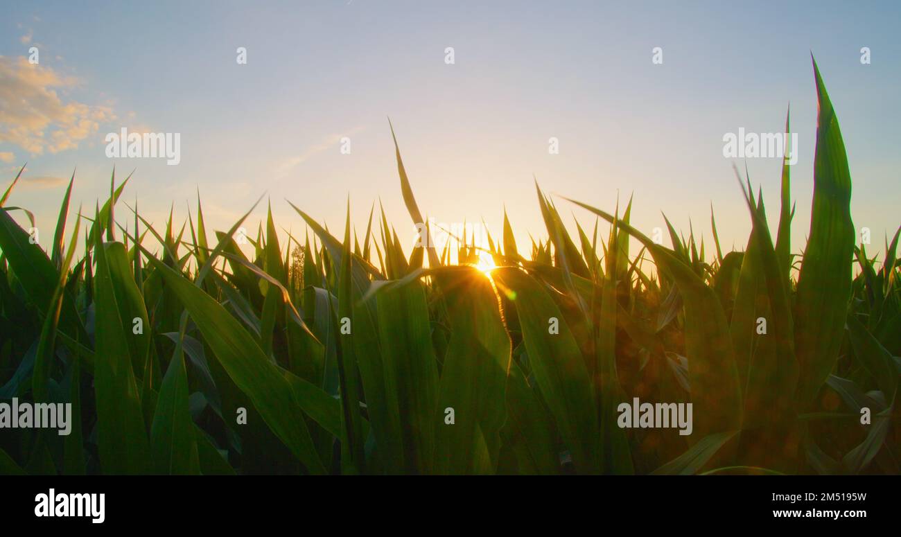Corn field in sun burst. Agriculture cornfield in the rays of the sun ...