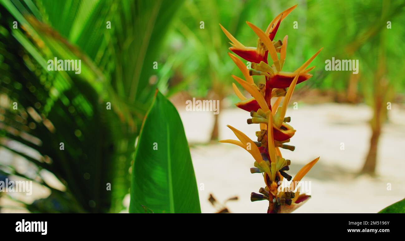 Colorful flamboyant yellow orange heliconia tropical flower plant with ...