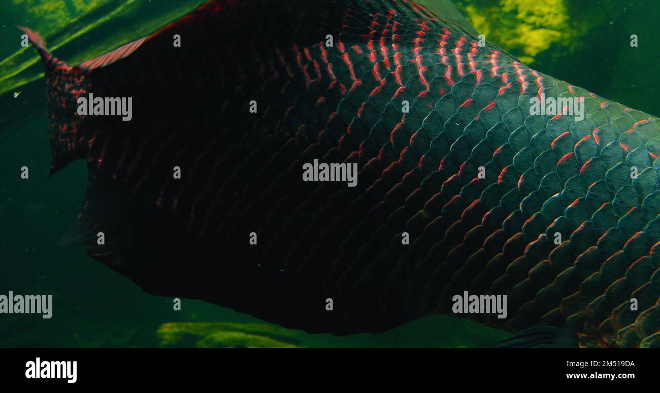 What Fish Swims In The Amazon Factory Sale | emergencydentistry.com