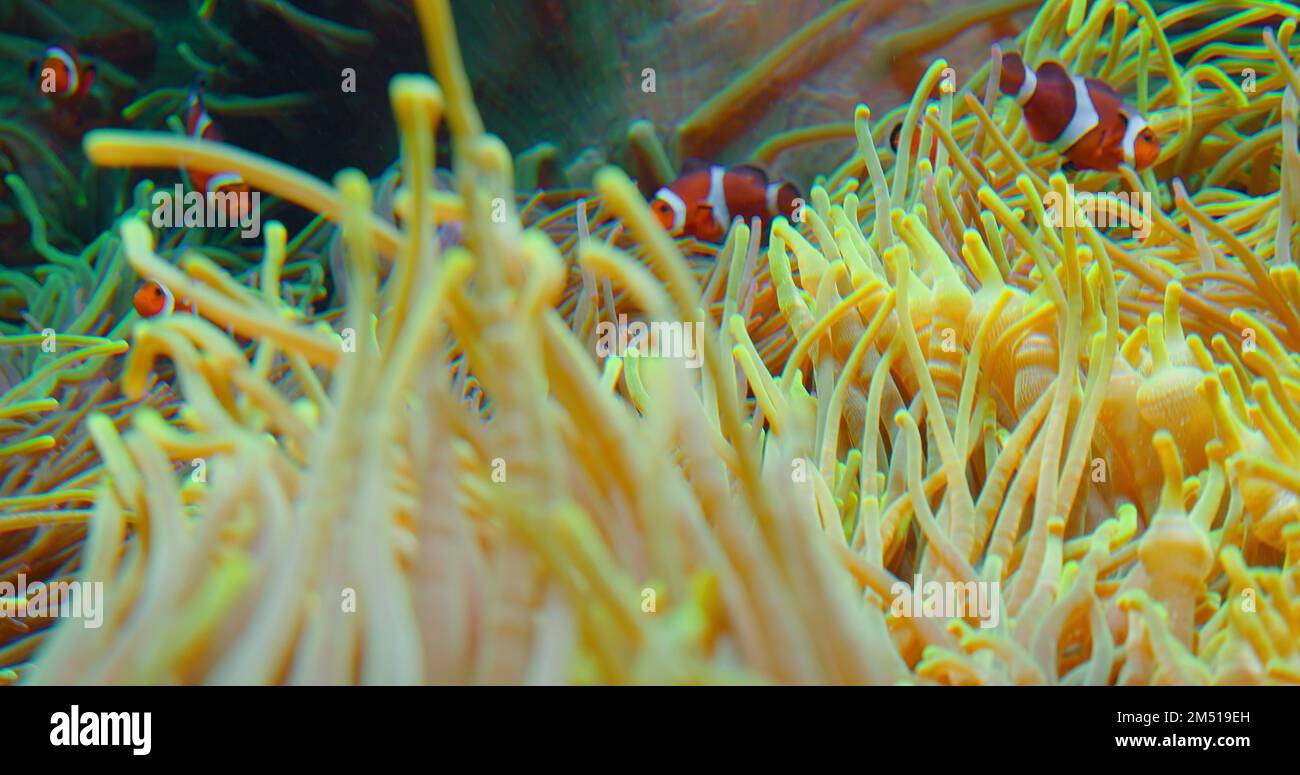 Large group of clownfish swim in anemones on coral reef. Red Sea or two ...