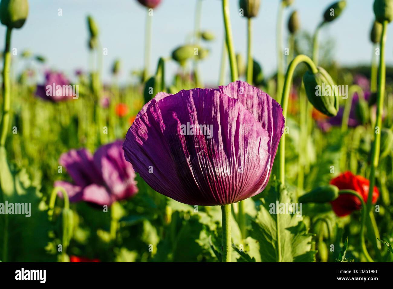 Purple Opium poppies (Papaver somniferum) in the background of a flower ...