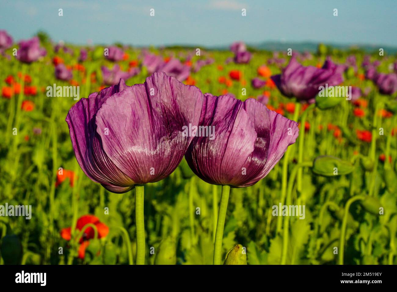 Purple Opium poppies (Papaver somniferum) in the background of a flower ...