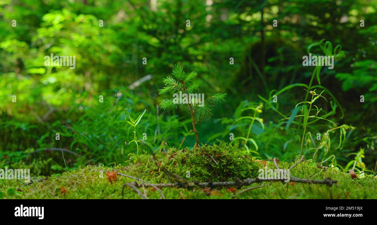 Young spruce and pine regrowth grew on plot. Afforestation. 4k footage ...