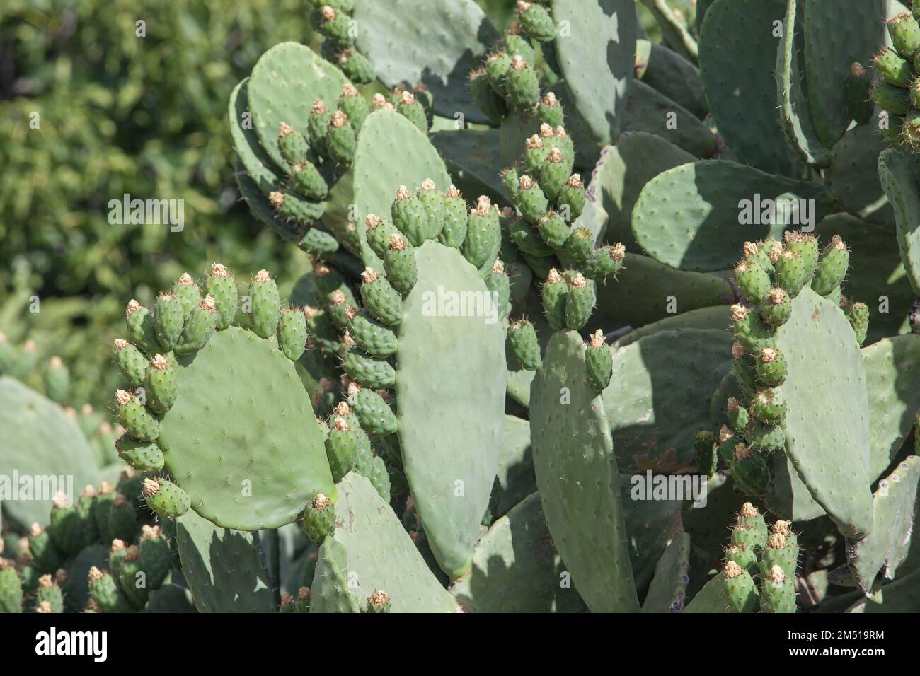 Barbary fig plant at Alagon Valley, Caceres, Extremadura, Spain Stock ...