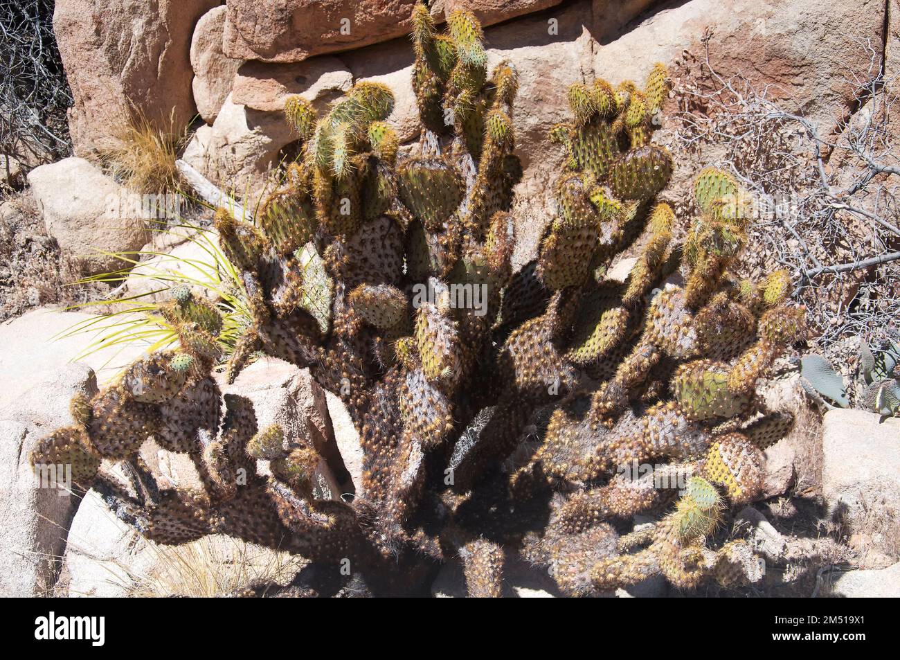 a large pancake prickly pear cactus growing within the joshua tree ...