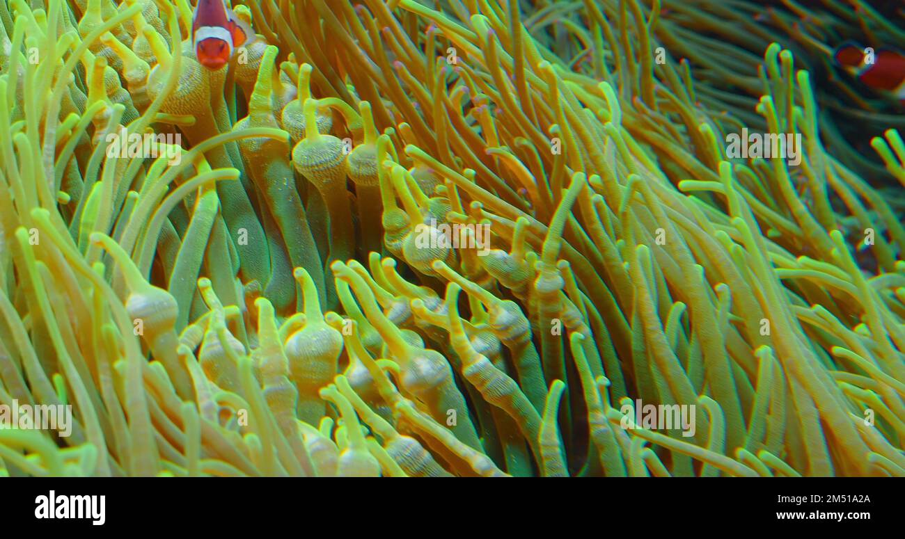 Clownfish swim in anemones on coral reef. Red Sea or two-banded ...