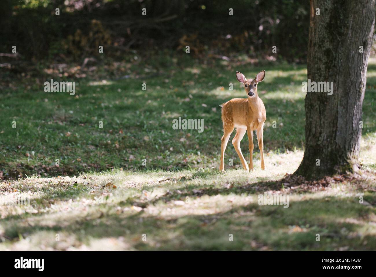 A cute deer (Cervidae) in the forest with trees in the blurred ...
