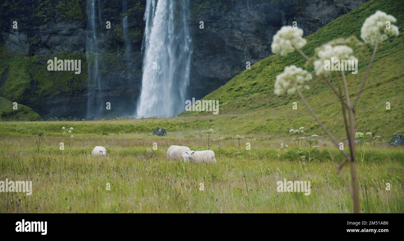 Iceland sheep on meadow. Beautiful Seljalandsfoss waterfall in ...