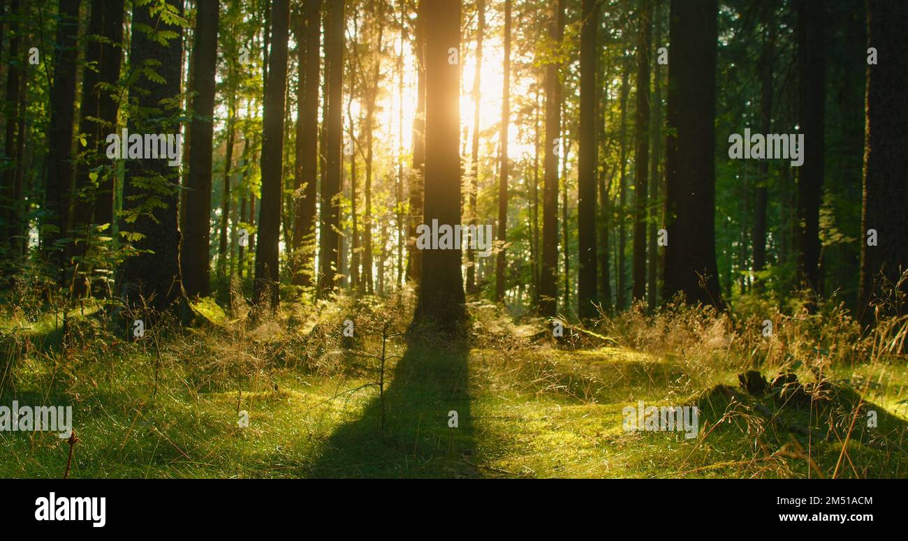 Following a path in a beautiful green summer forest, with glorious rays ...