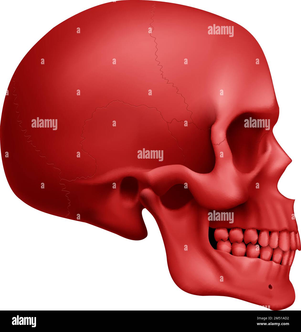 The Red Human Skull. Illustration for Medicine, Science or for a Game ...