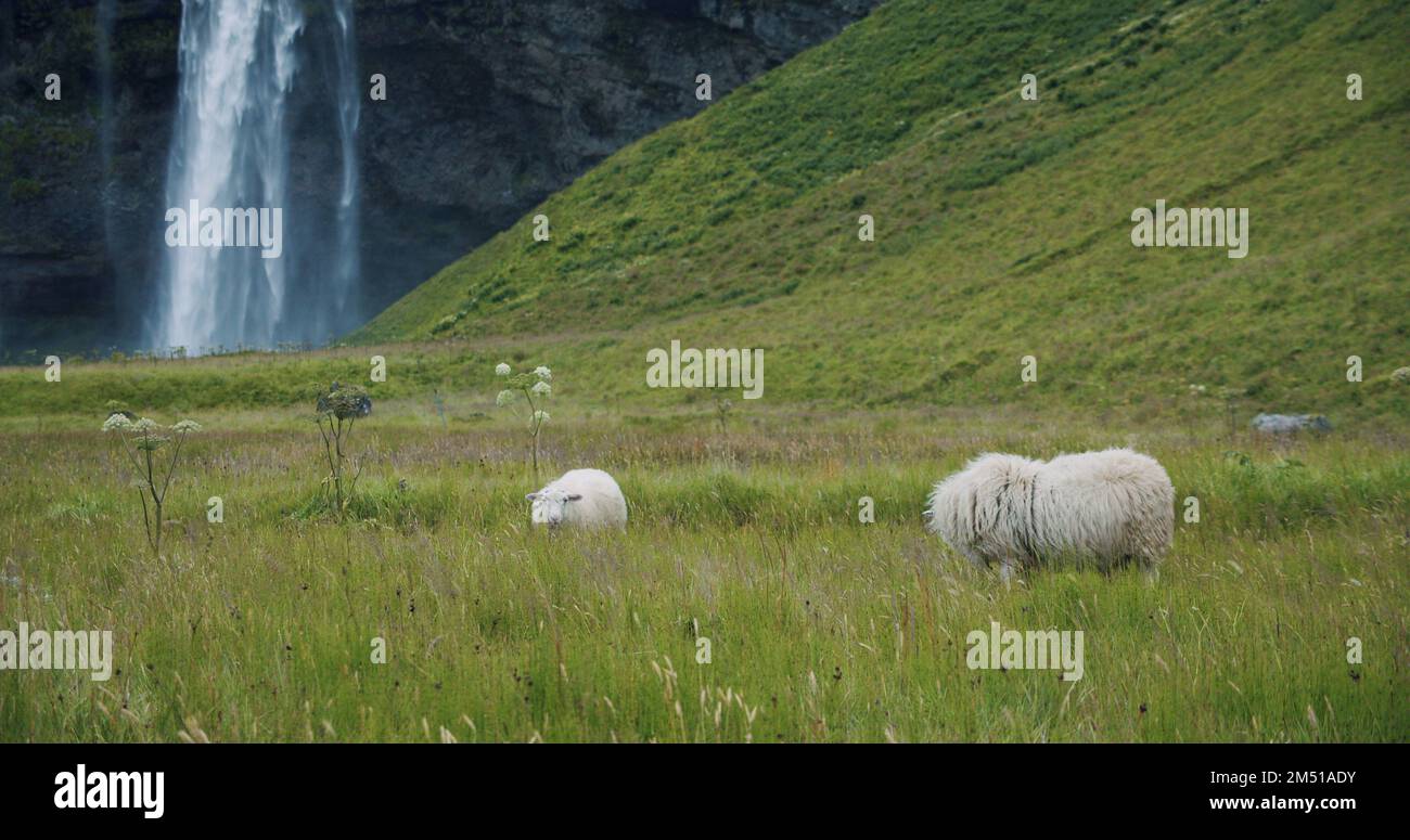 Seljalandfoss waterfall Iceland in rainy moody weather and grazing ...