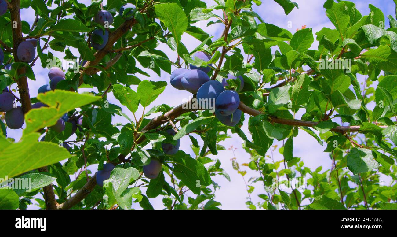 Harvest plums branches ripened juicy hi-res stock photography and ...