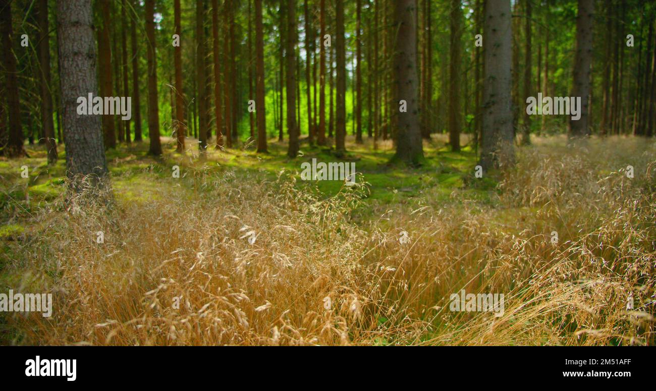 Coniferous forest is in danger. Dry grass, hot weather are the ...