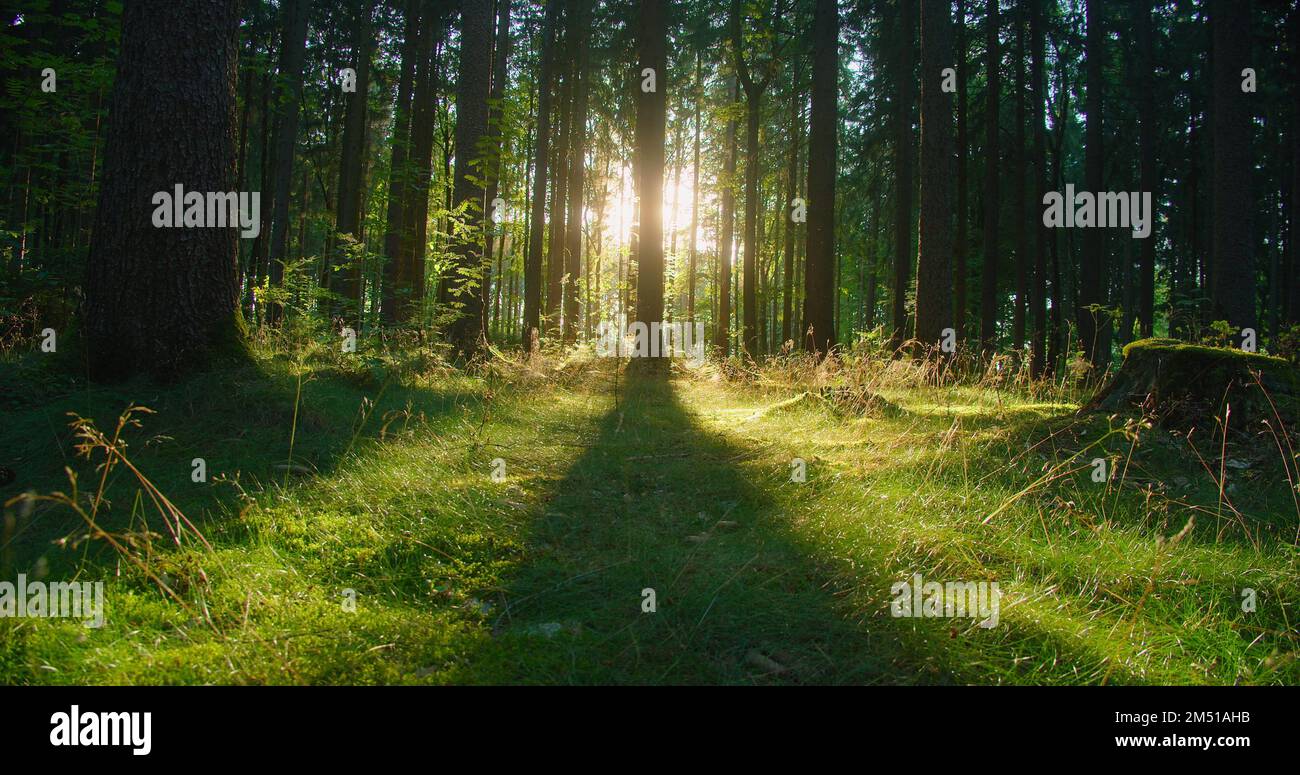 Beautiful sun rays illuminating a coniferous forest in vivid shades of ...