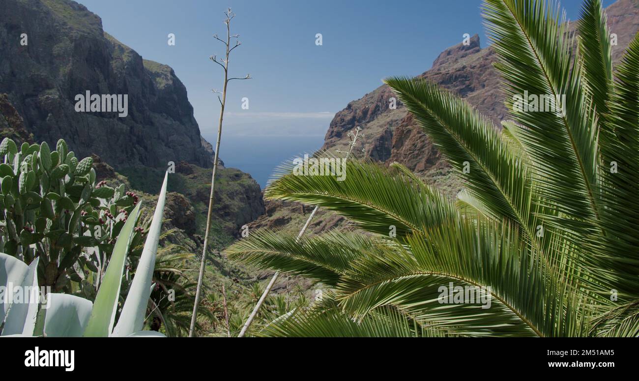 Tropical palm tree leaves moving in the wind in Masca Gorge Tenerife ...