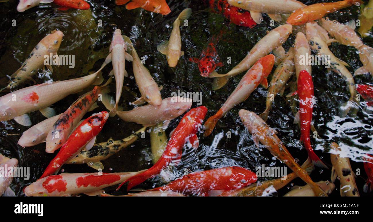 Beautiful and calm koi fish swimming in a clear pond Stock Photo - Alamy