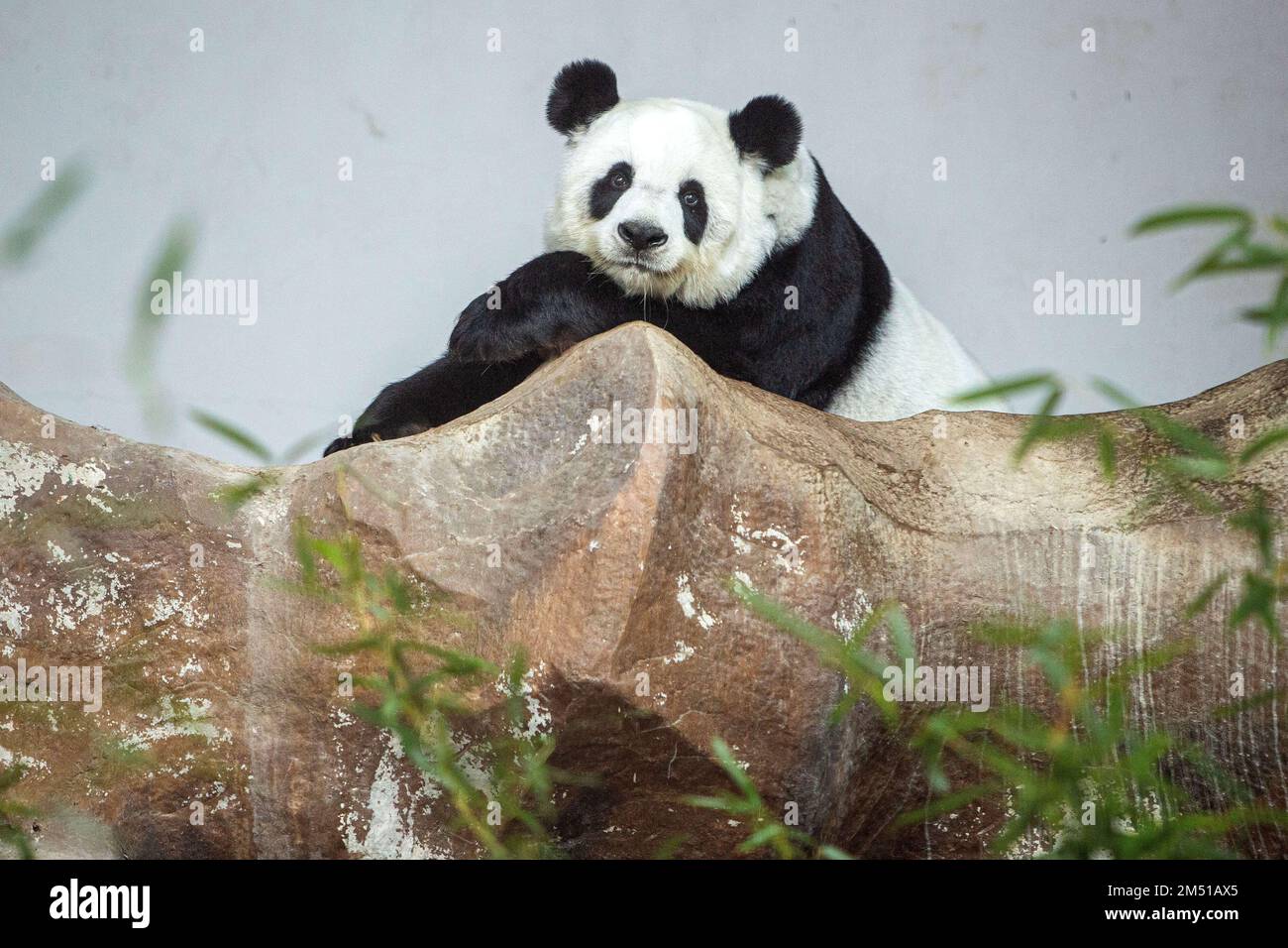 Chiang Mai, Thailand. 23rd Dec, 2022. Giant panda Lin Hui rests at ...