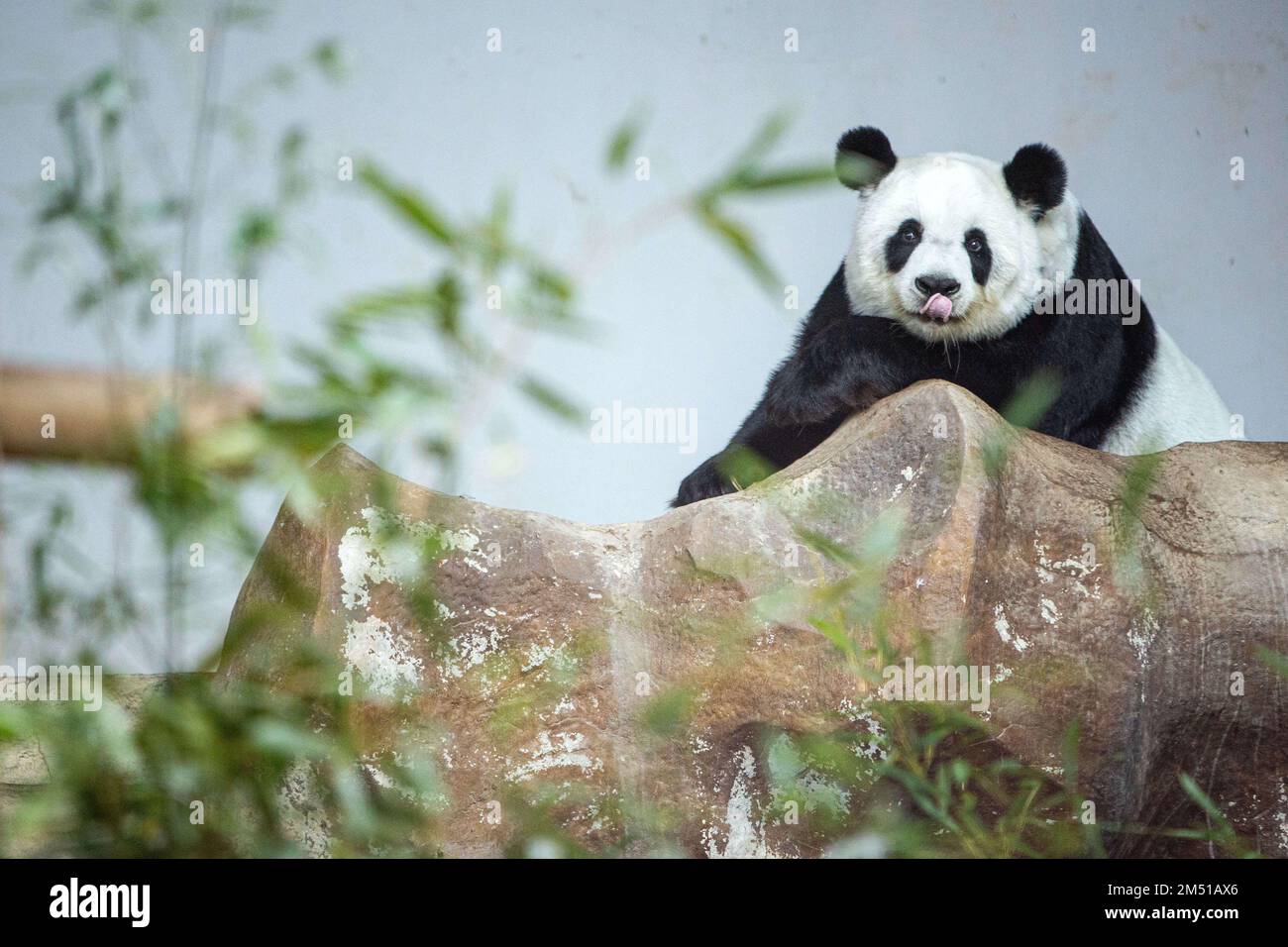 Chiang Mai, Thailand. 23rd Dec, 2022. Giant panda Lin Hui rests at ...