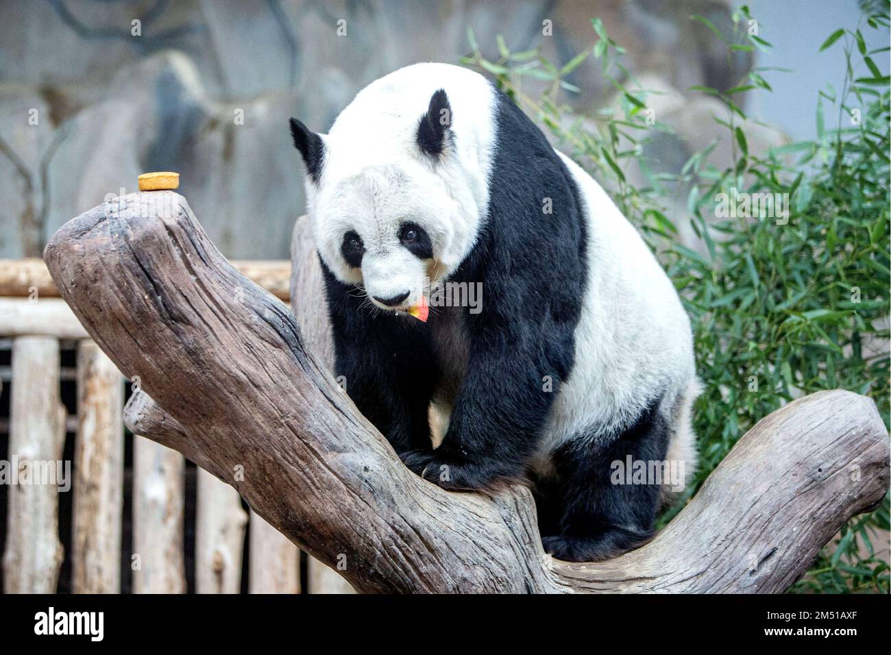 Chiang Mai, Thailand. 23rd Dec, 2022. Giant panda Lin Hui takes food at ...