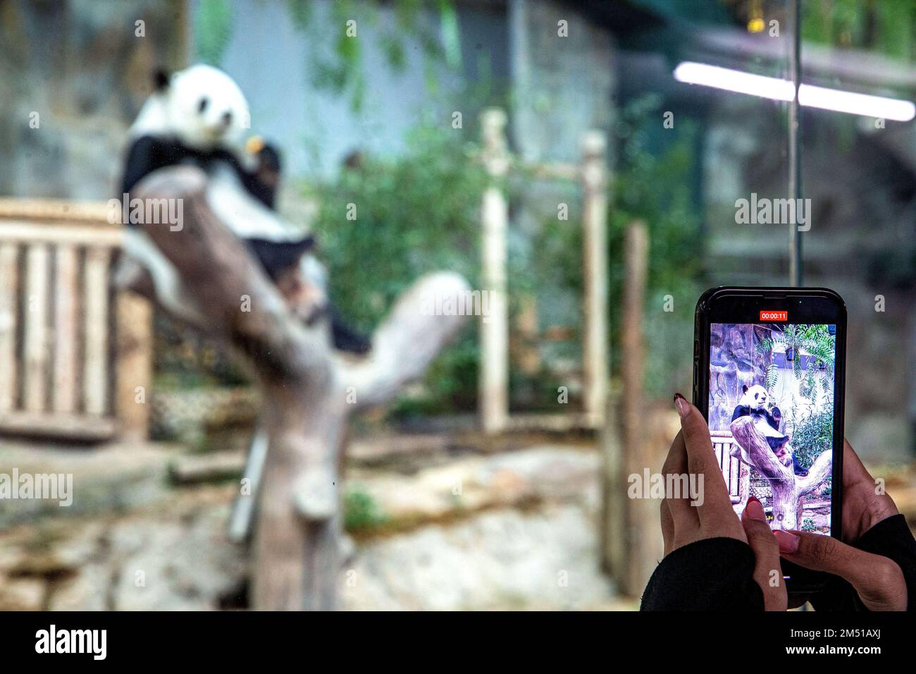 Chiang Mai, Thailand. 23rd Dec, 2022. A visitor takes photos of giant ...