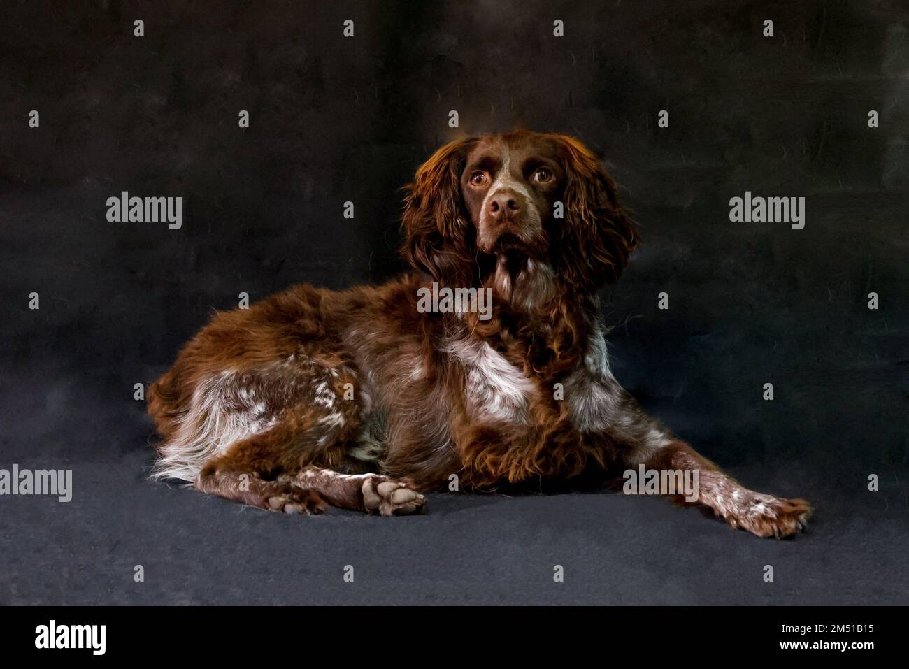Boykin spaniel hi-res stock photography and images - Alamy