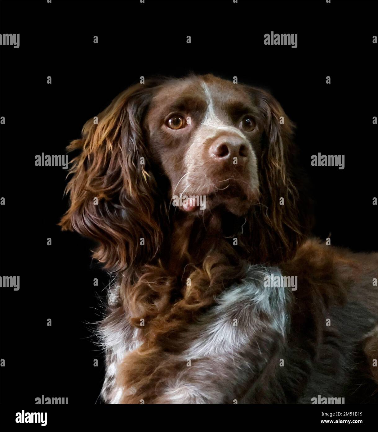 Boykin spaniel hi-res stock photography and images - Alamy