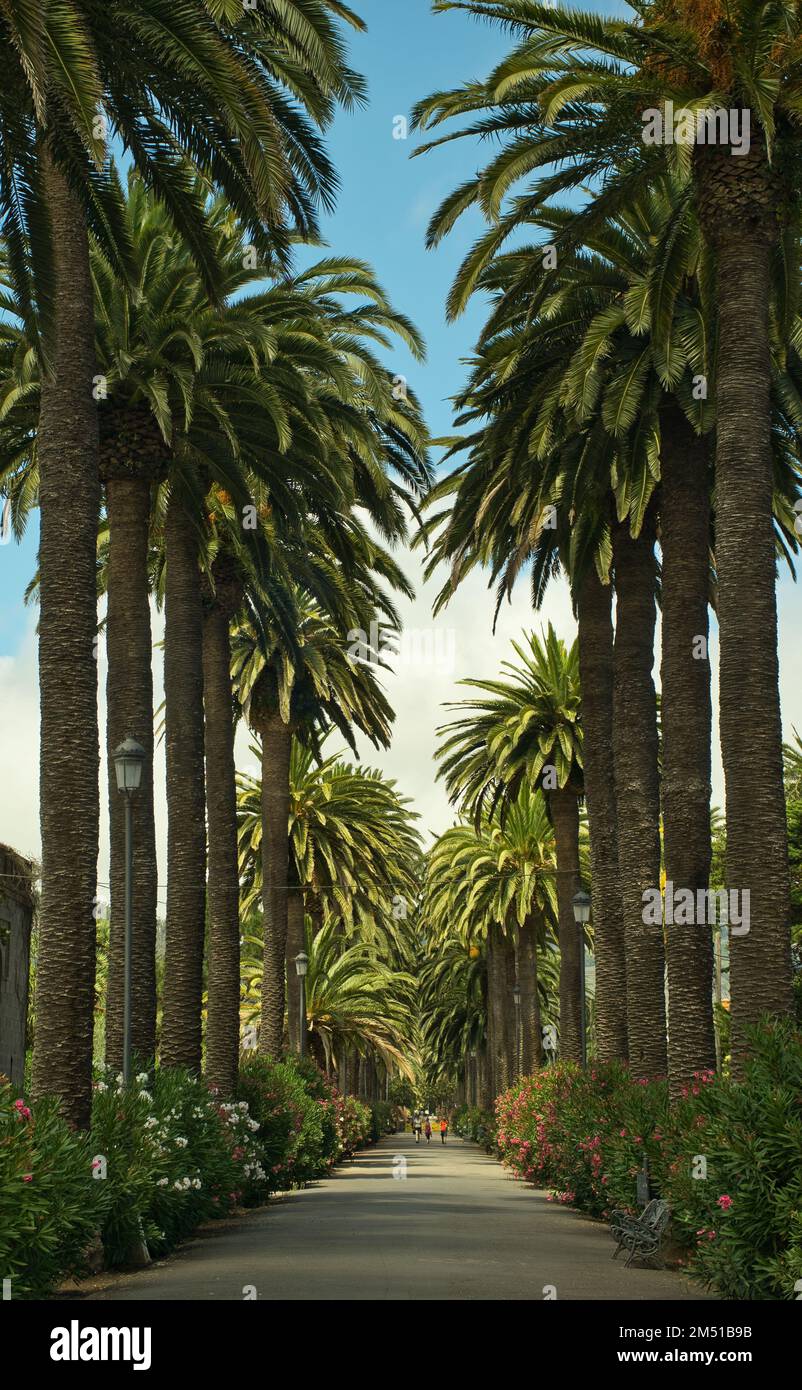 A vertical shot of a long and wide pedestrian street with large palm ...