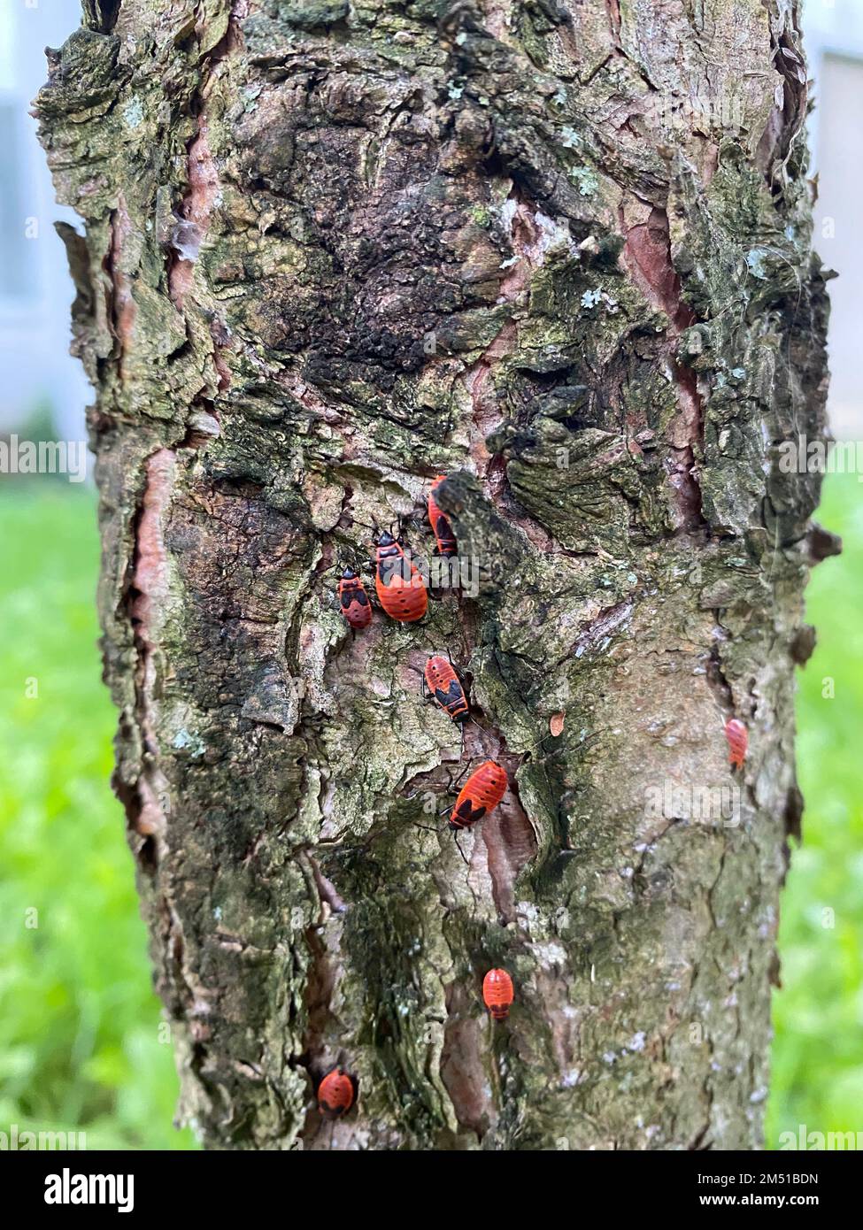 Red insects hi-res stock photography and images - Alamy