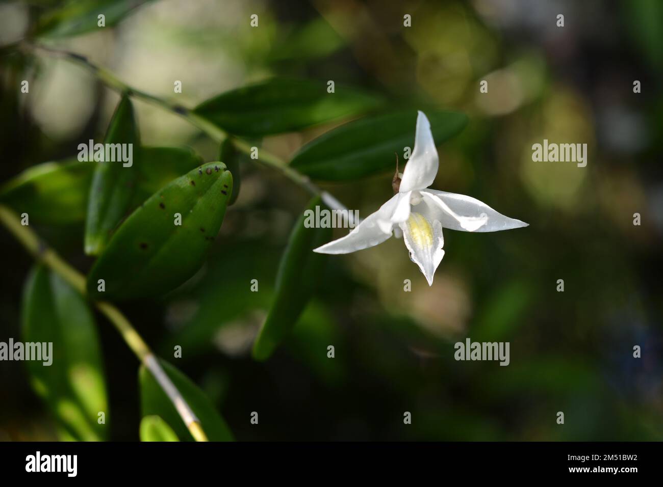 Pigeon orchid flower hi-res stock photography and images - Alamy