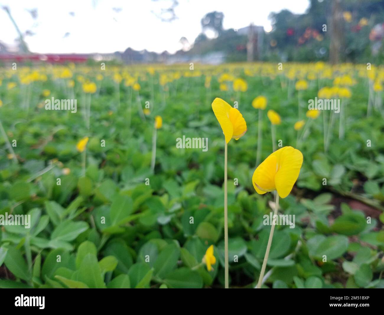 Arachis repens hi-res stock photography and images - Alamy