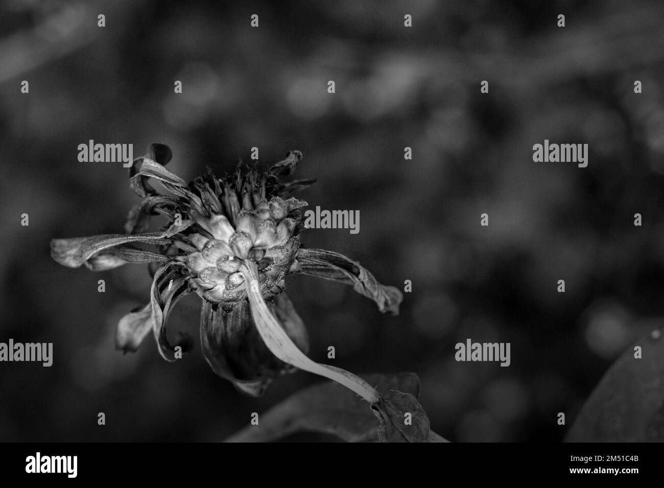 A closeup grayscale shot of a dead dried flower in the garden Stock ...
