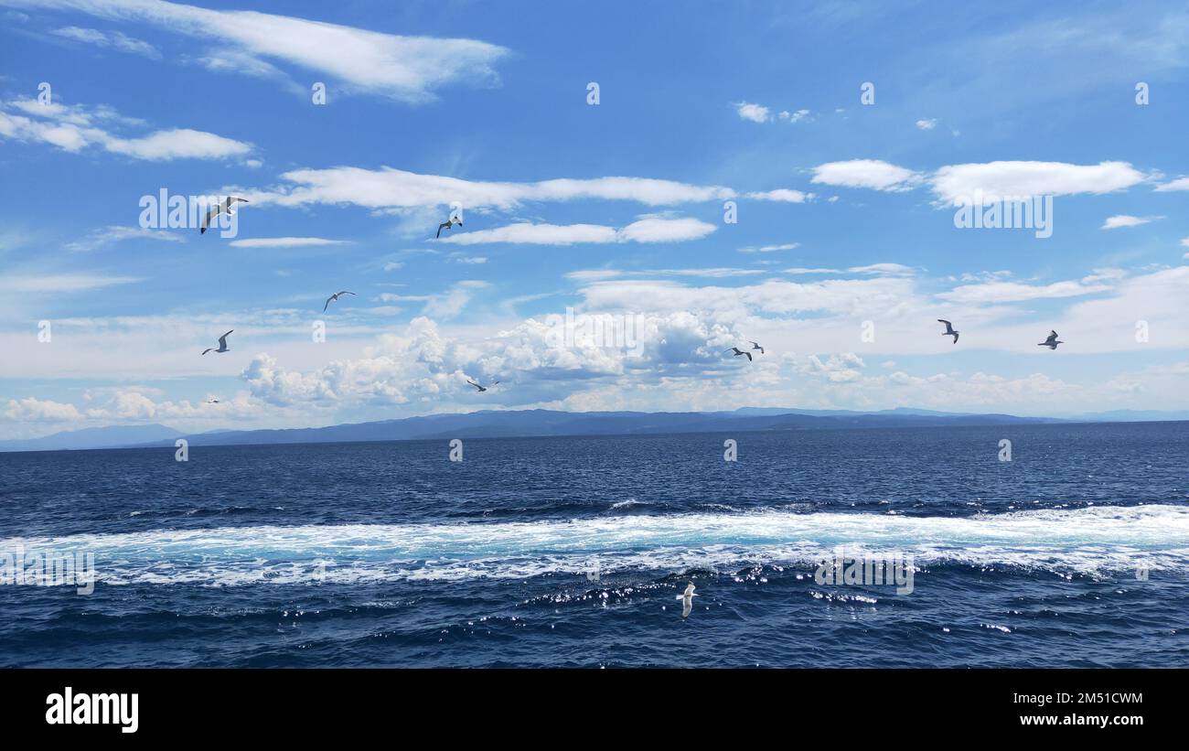 A flock of birds flying over a beautiful sea with blue clear water and ...