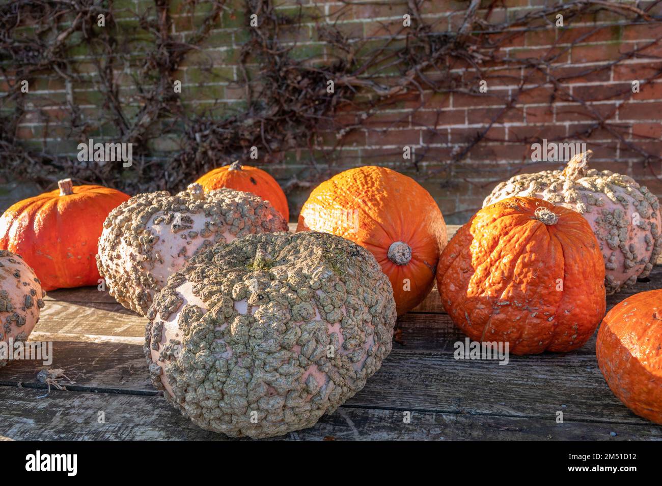Warty squash hi-res stock photography and images - Alamy