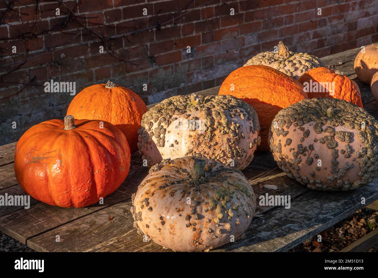 Warty squash hi-res stock photography and images - Alamy