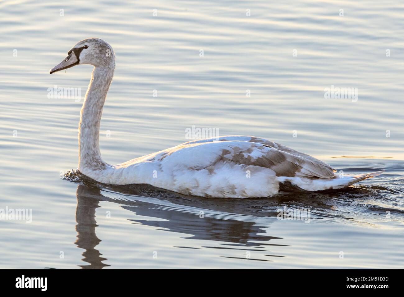 Immature, Mute swan, Cygnus olor, Holes Bay, Poole Harbour, Poole ...