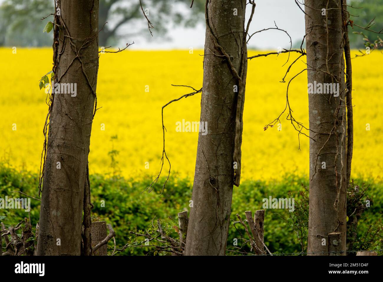 tree trunks with blurred yellow rapeseed flowers in the background ...